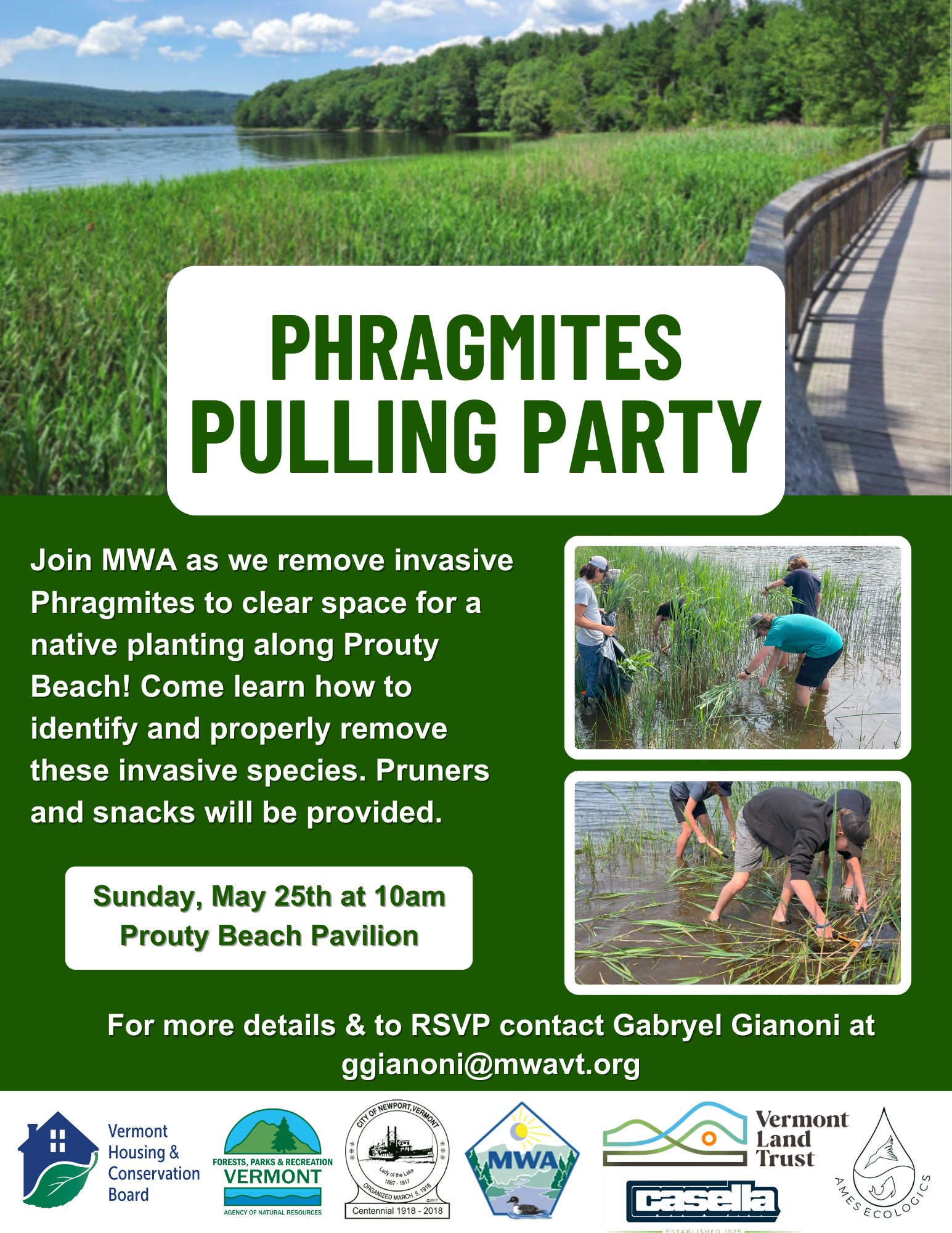 Phragmites Pulling Party - Discover Newport Vermont